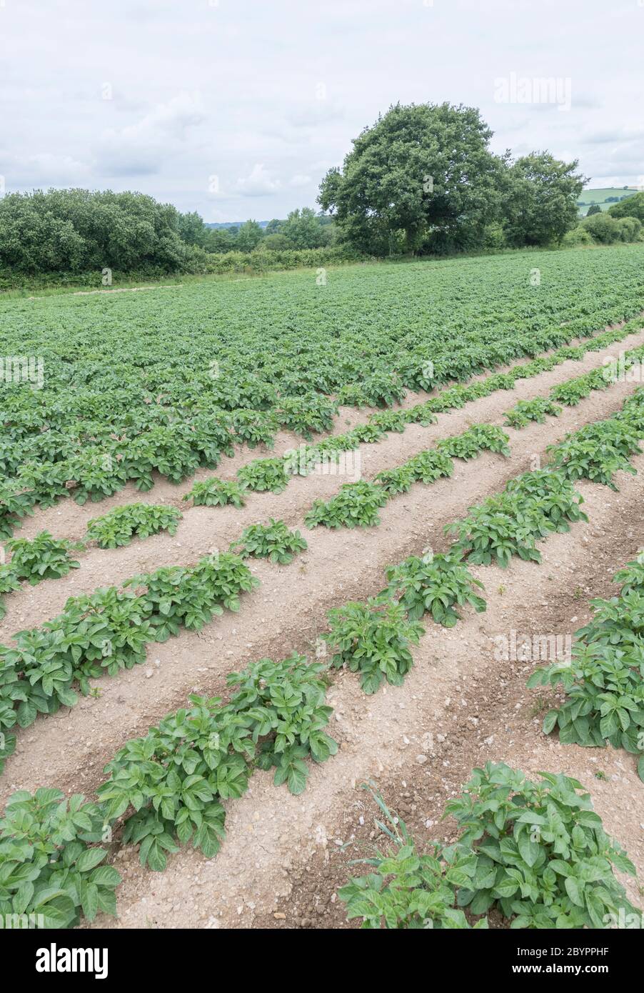 Field with rows of hilled potato plants being grown commercially. About ...