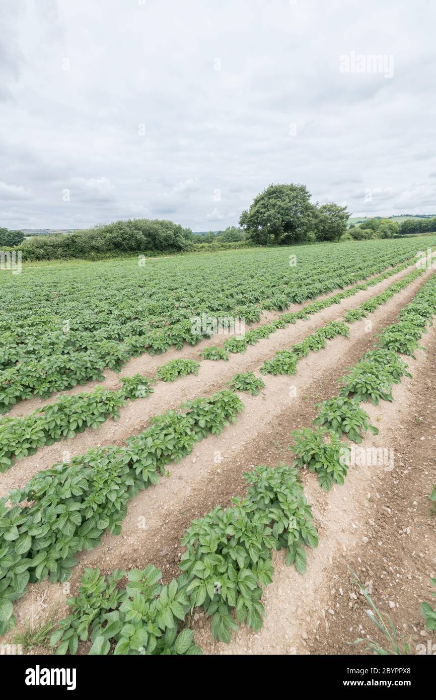 Commercially produced plants hi-res stock photography and images - Alamy