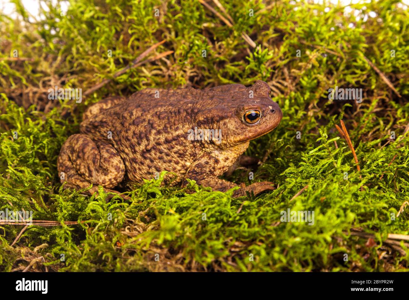 Toadstool frog hi-res stock photography and images - Alamy