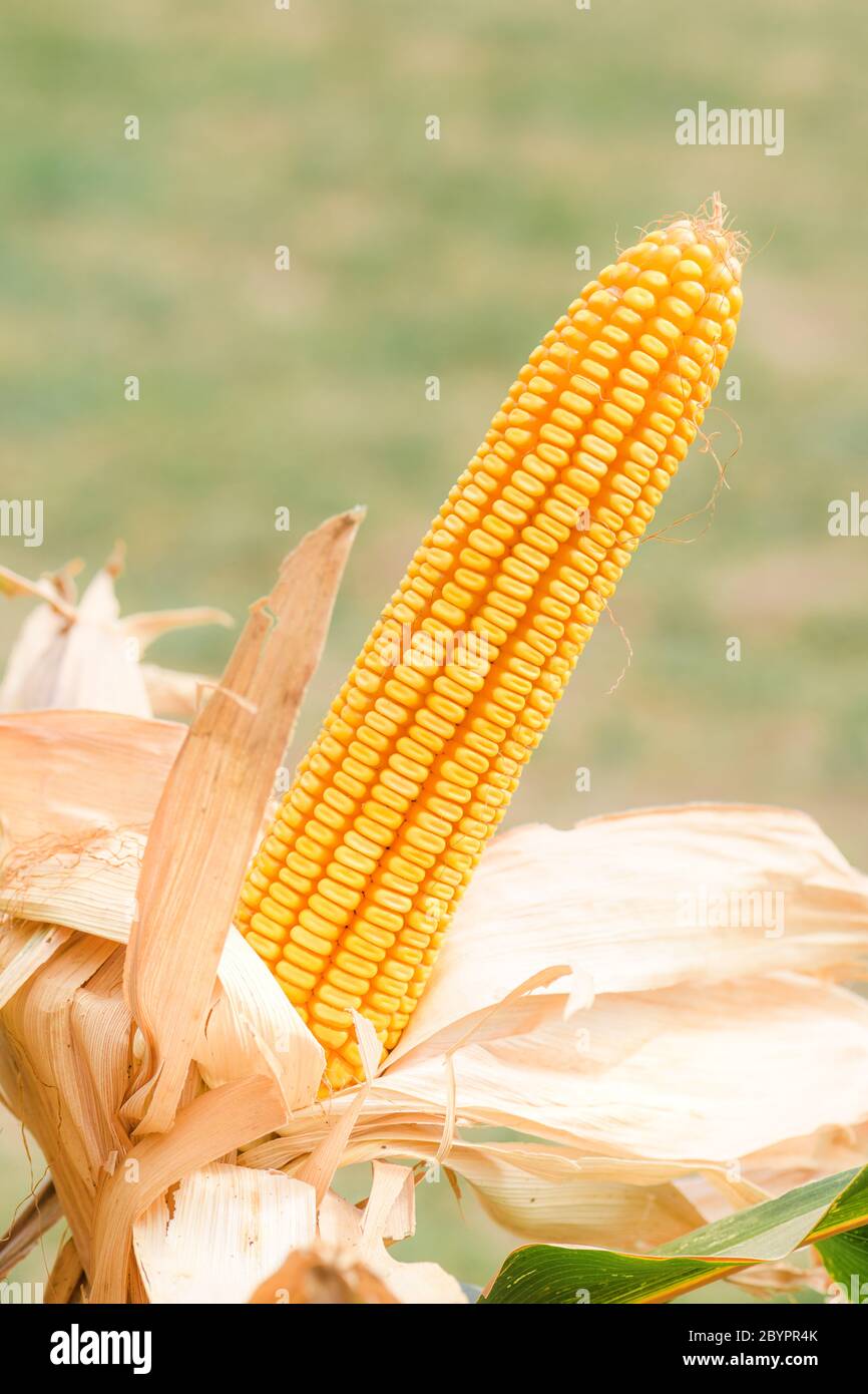 Ripe corn field ready harvesting hi-res stock photography and images ...