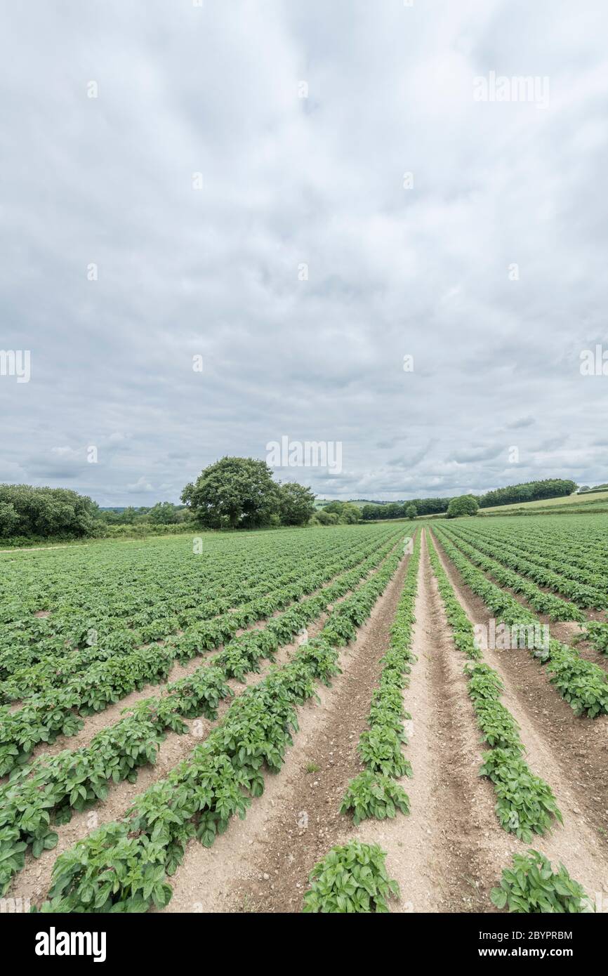 Field with rows of hilled potato plants being grown commercially. About ...