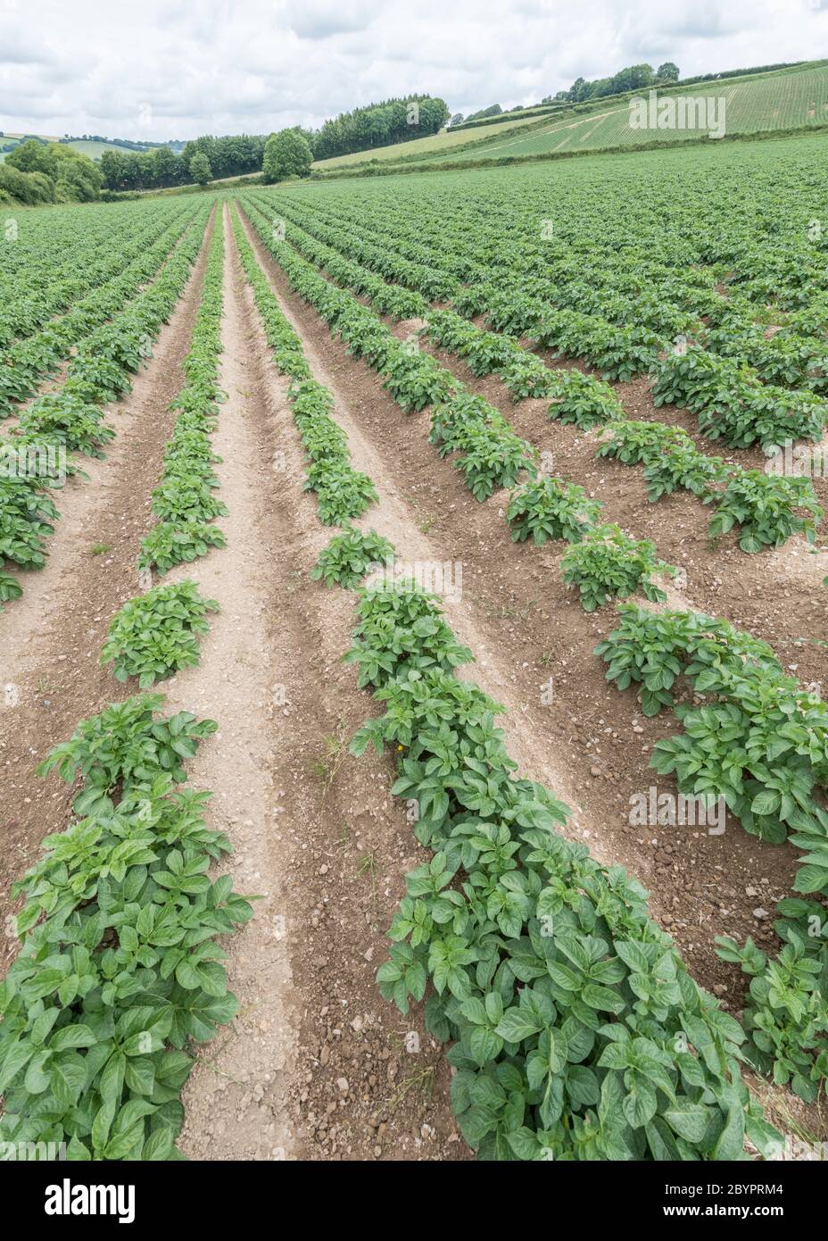 Field with rows of hilled potato plants being grown commercially. About ...