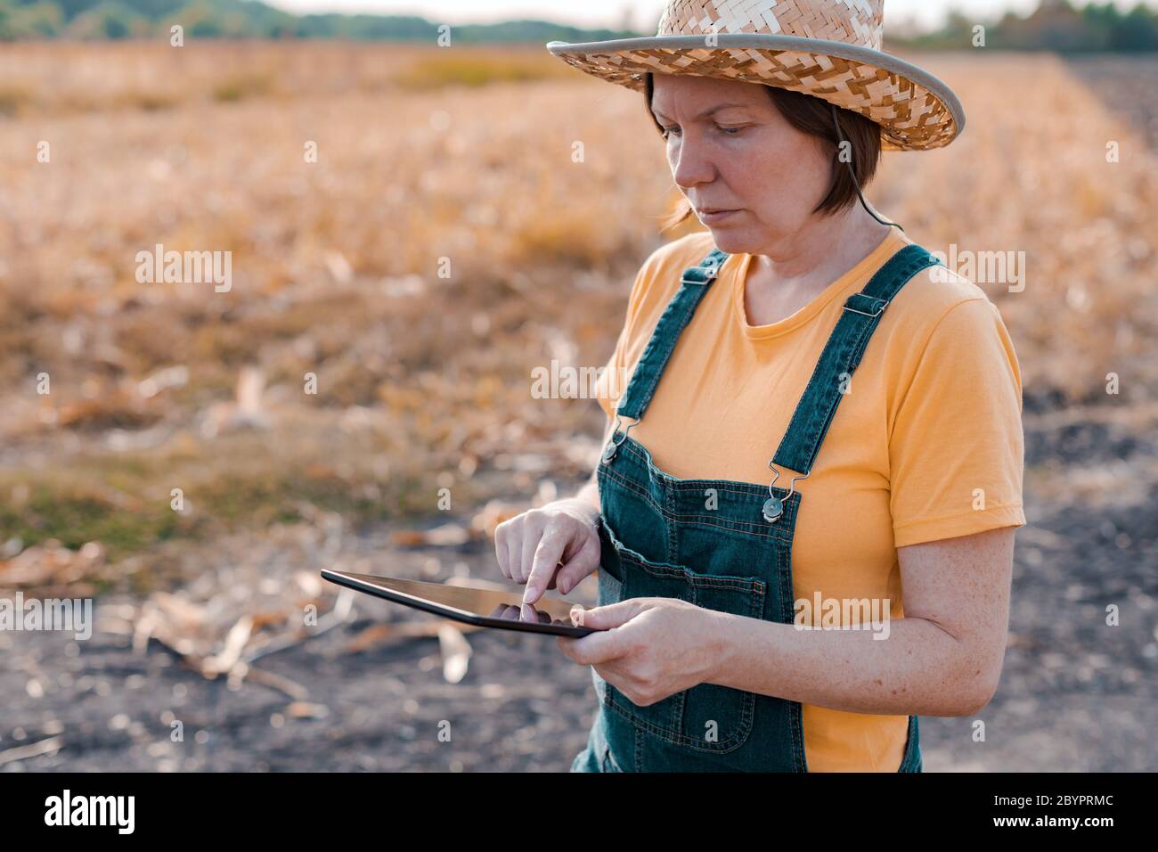 Female corn farmer using digital tablet in cornfield, smart farming ...