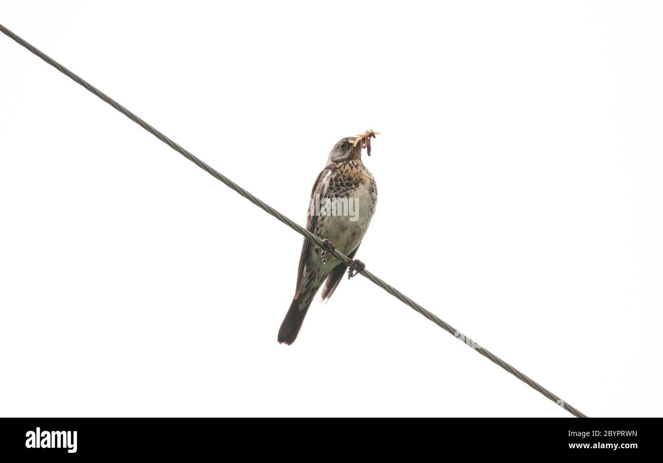 bird with worms for feeding chicken isolated on white background Stock ...