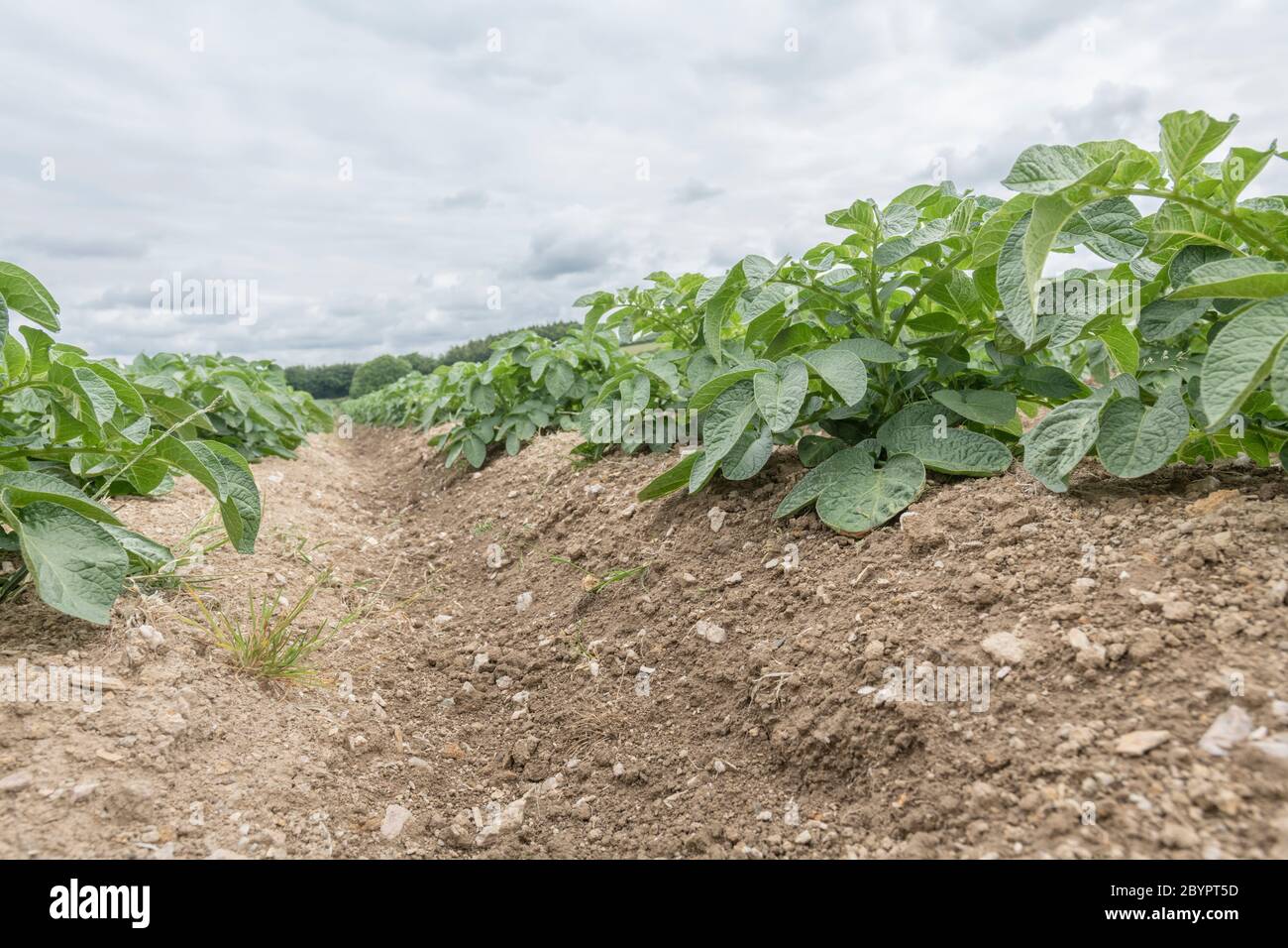 Potato crop hilled ridges hi-res stock photography and images - Alamy