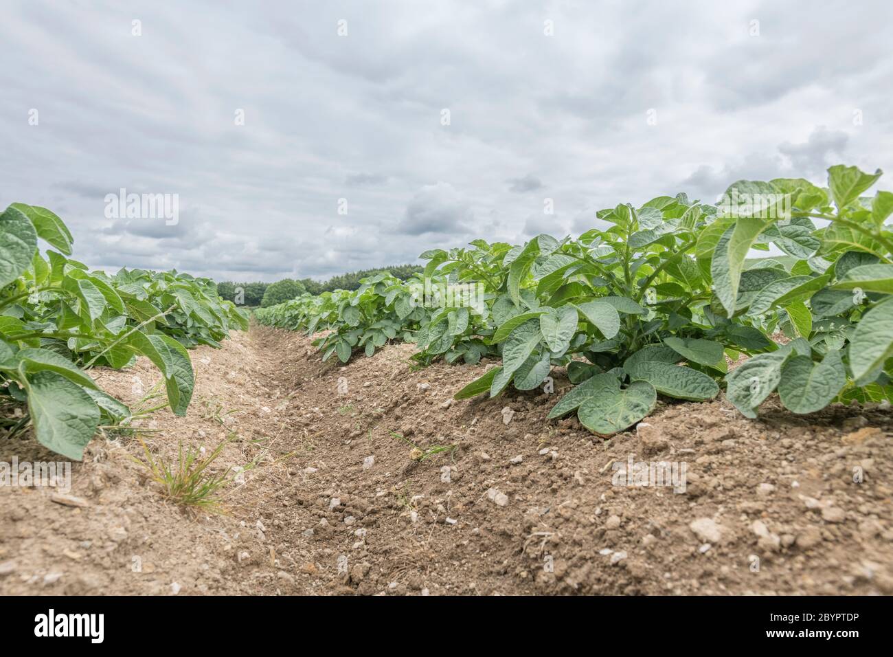 Field with rows of hilled potato plants being grown commercially. About ...
