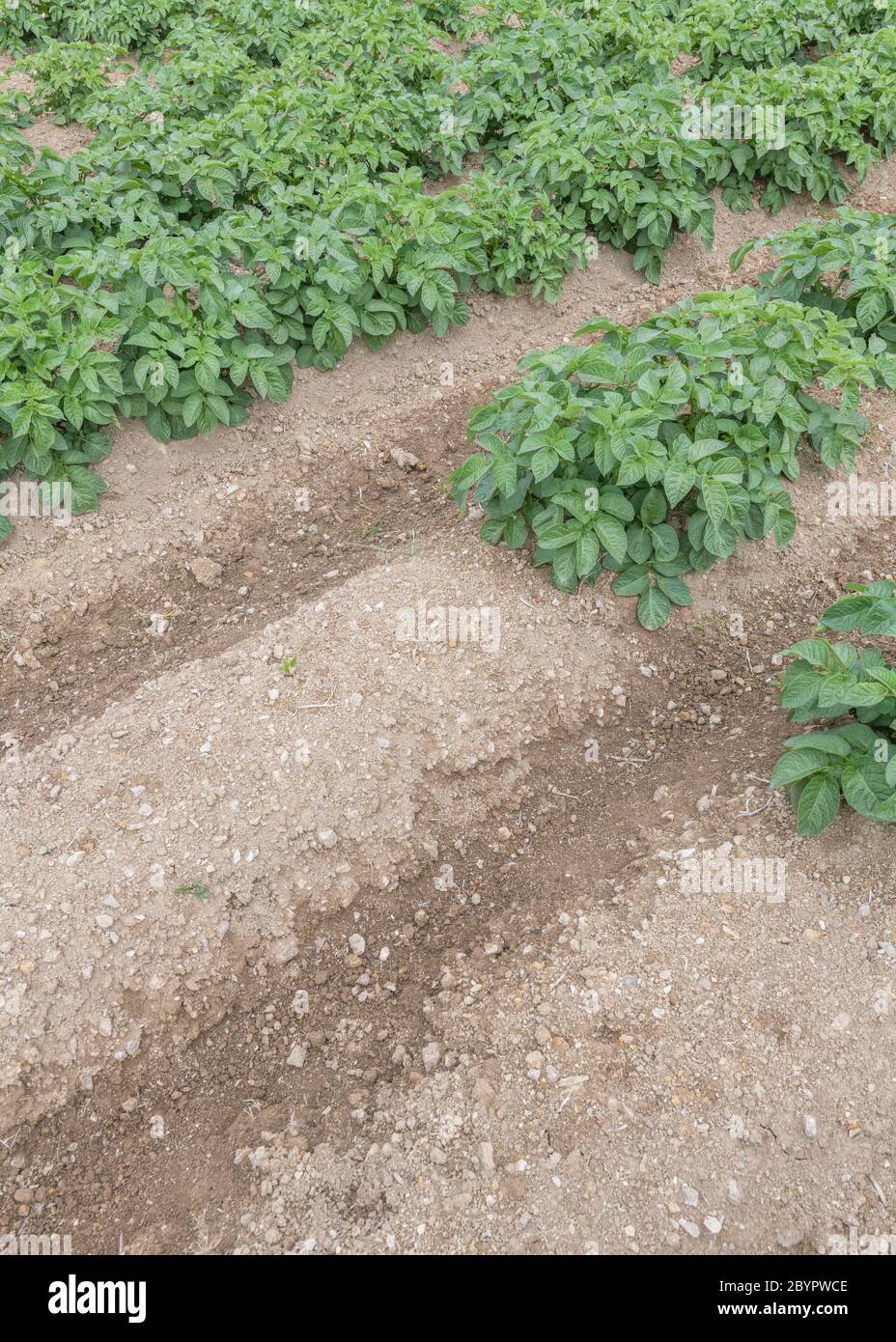Field with rows of hilled potato plants being grown commercially. About ...