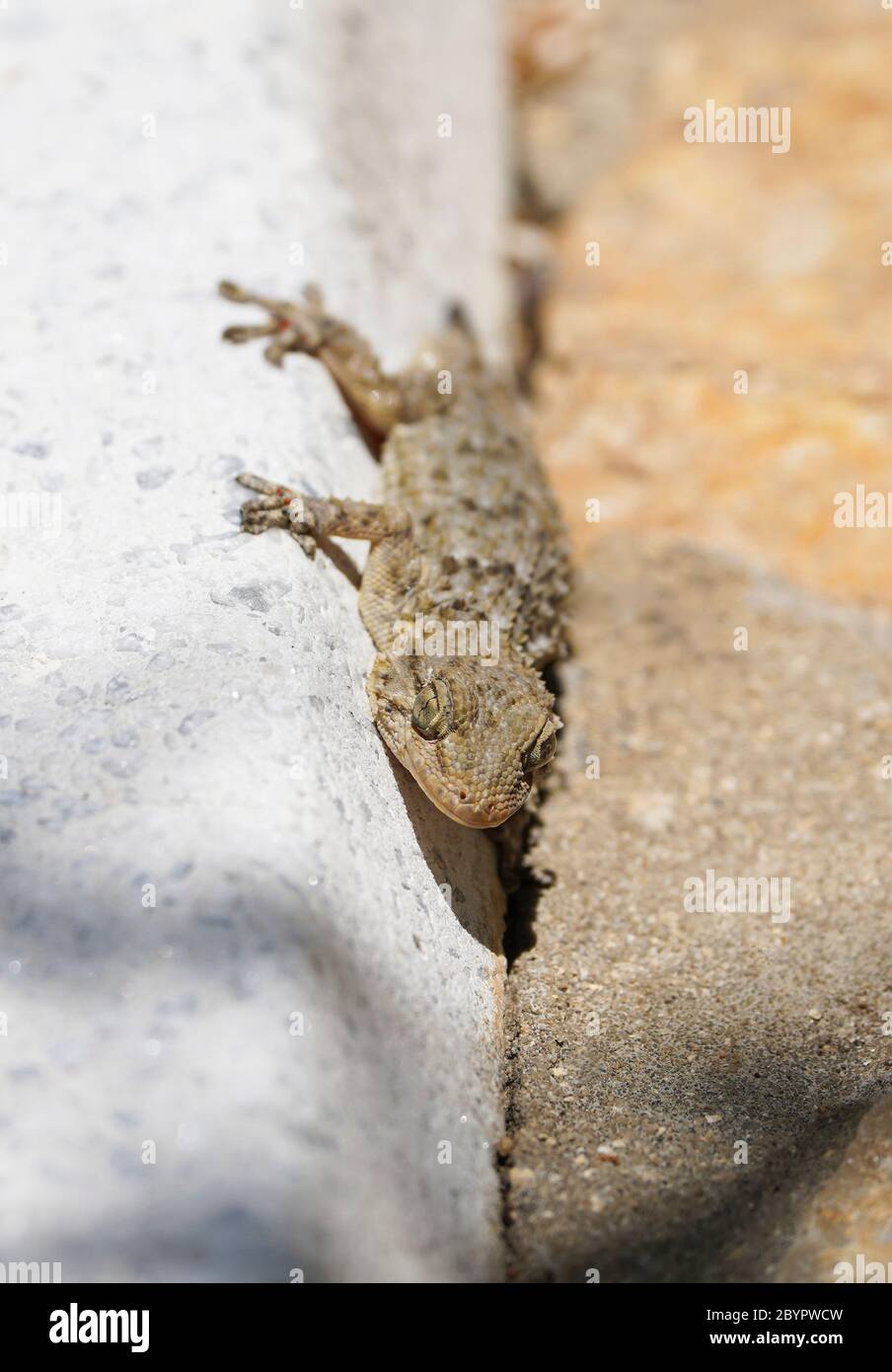 Gecko, europe, Moorish wall gecko, Tarantula mauritanica, crocodile ...