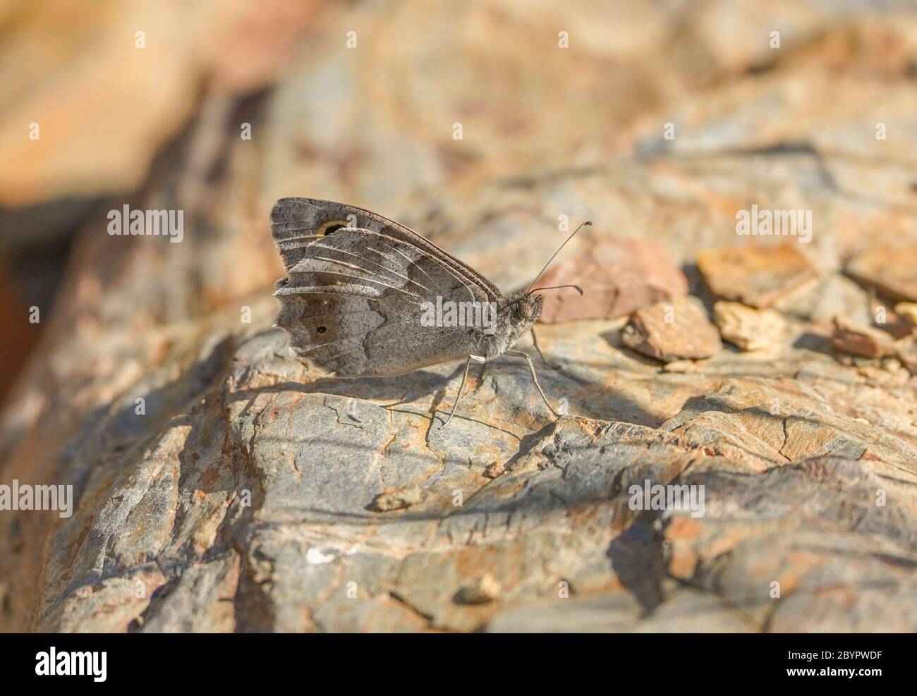 Tree grayling, (Hipparchia statilinus). resting on a rock, Andalusia ...