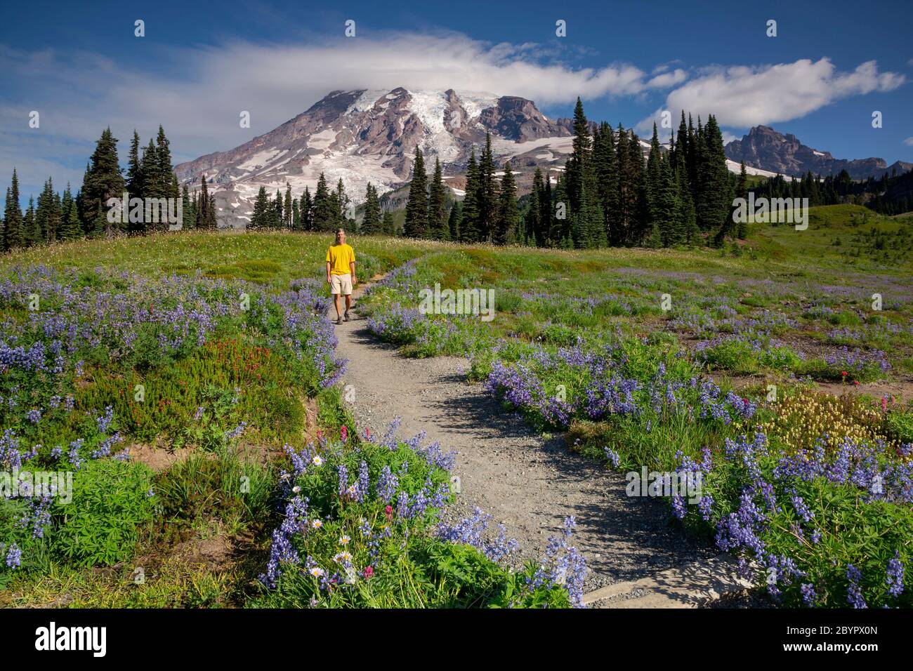 WA16621-00...WASHINGTON - Hiking a wildflower lined trail on Mazama ...