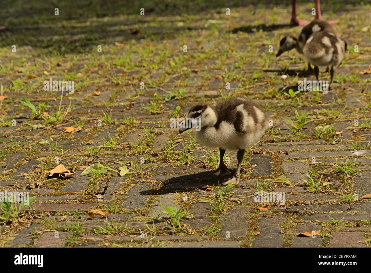 Egyptian goose ducklings on a masonry quay Stock Photo - Alamy