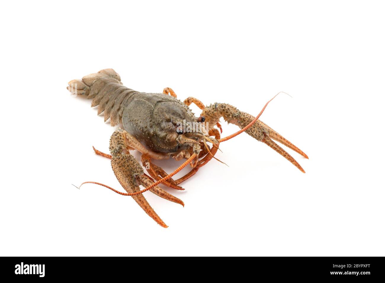 Lobster attack fish hi-res stock photography and images - Alamy