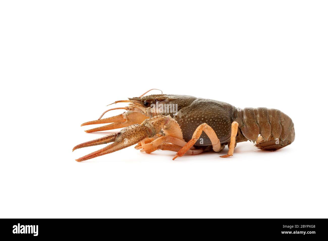 River raw crayfish Stock Photo - Alamy