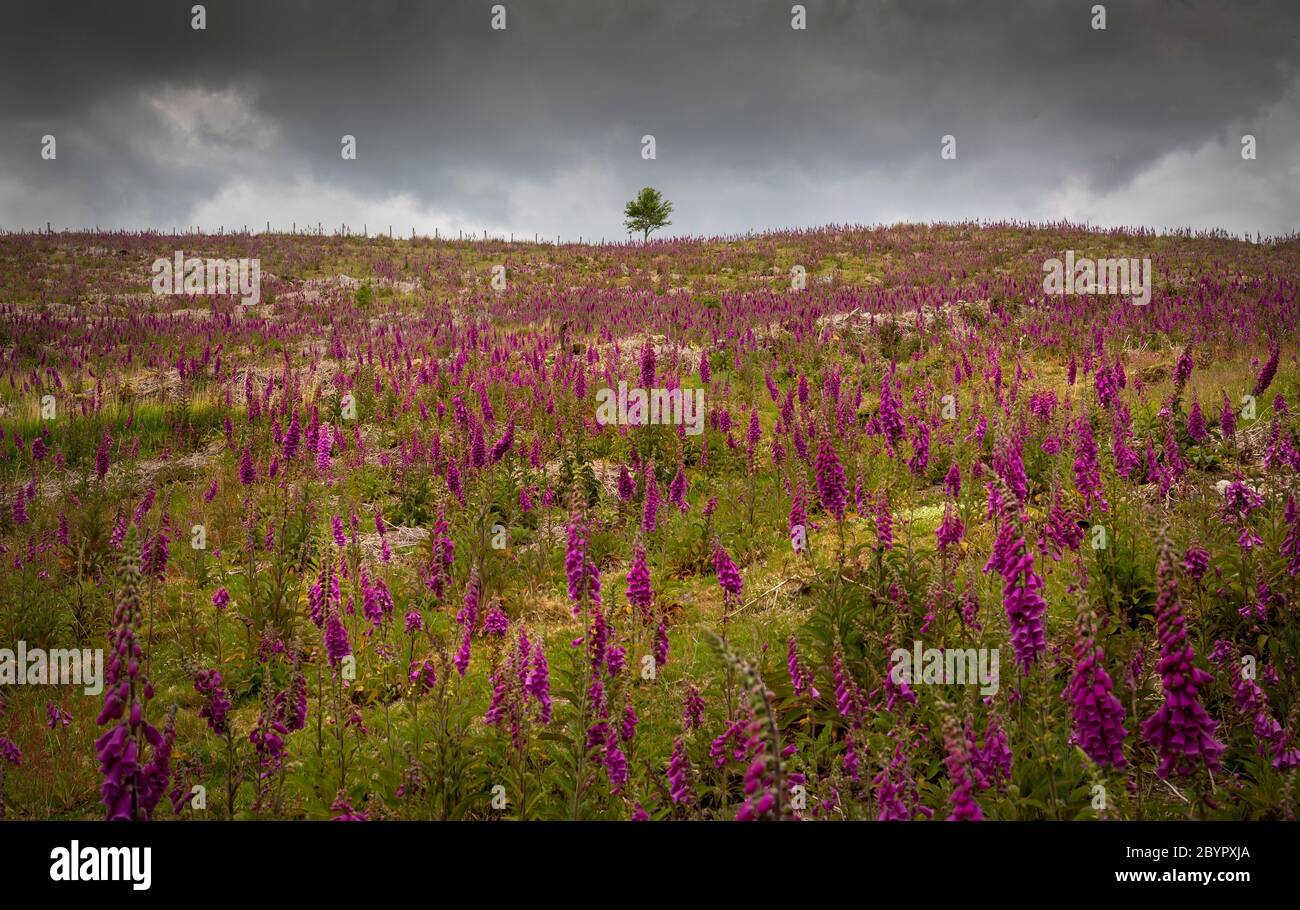 A field of Foxgloves on the Brecon Beacons Stock Photo - Alamy