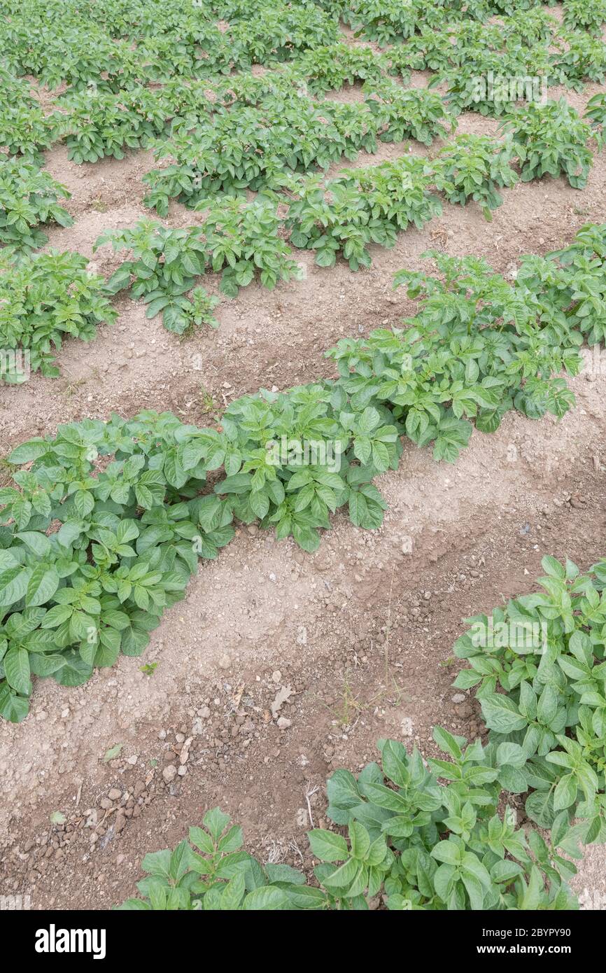 Potato solanum tuberosum hilled ridges hi-res stock photography and ...