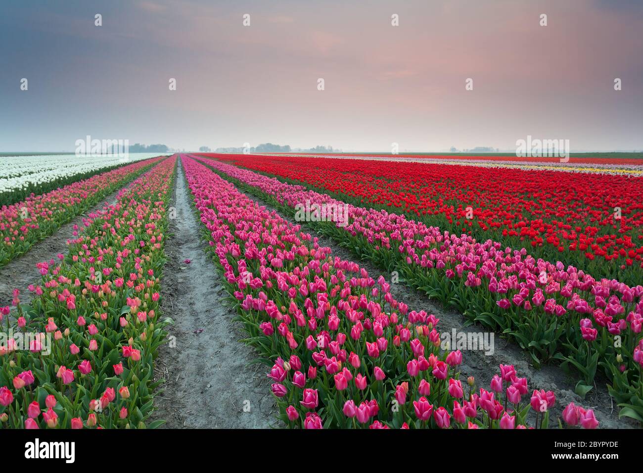 colorful tulip fields at sunset Stock Photo - Alamy