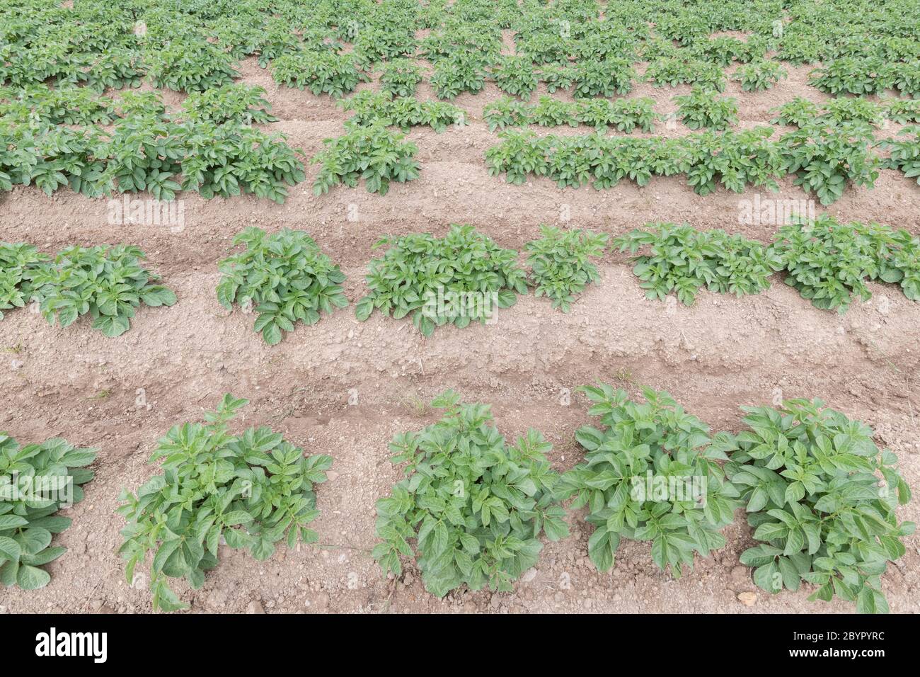 Field with rows of hilled potato plants being grown commercially. About ...