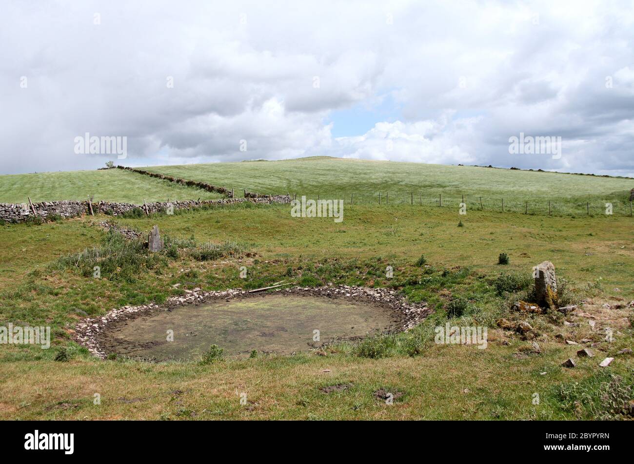A mere pond on a Staffordshire farm which provides drinking water for ...