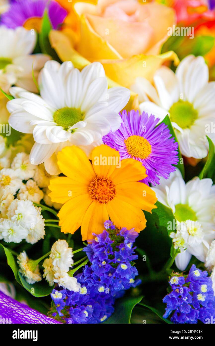 spring flowers background on white background Stock Photo - Alamy