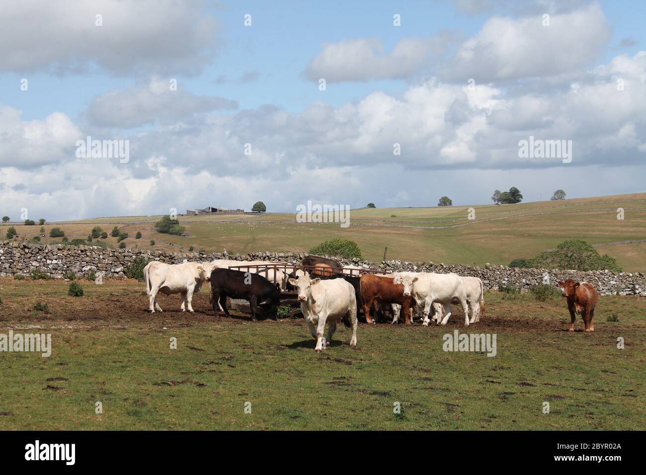 Cattle feeding next to a public footpath through agricultural land on a ...