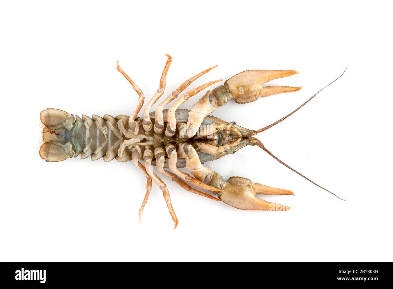 River raw crayfish Stock Photo - Alamy