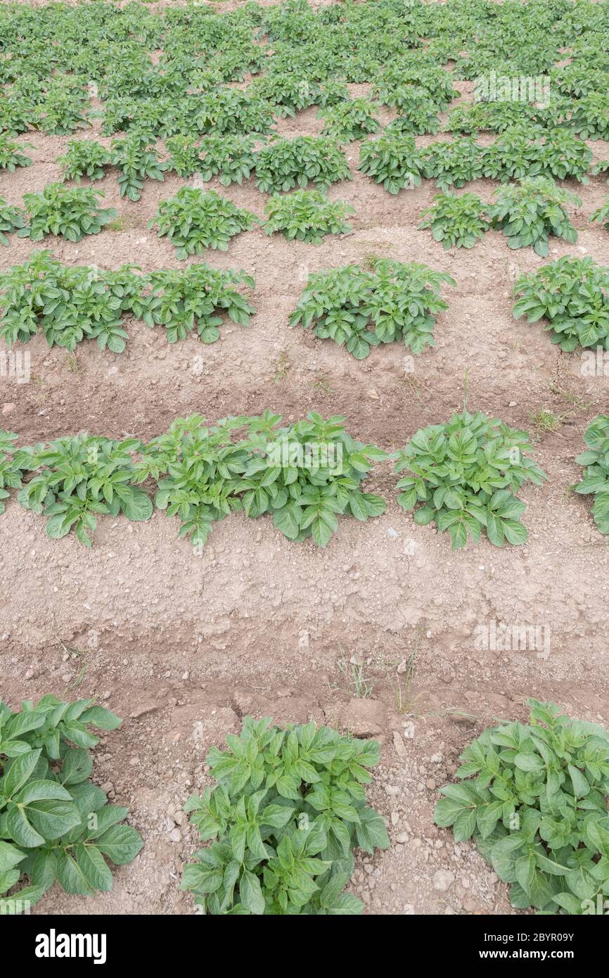 Potato crop hilled ridges hi-res stock photography and images - Alamy