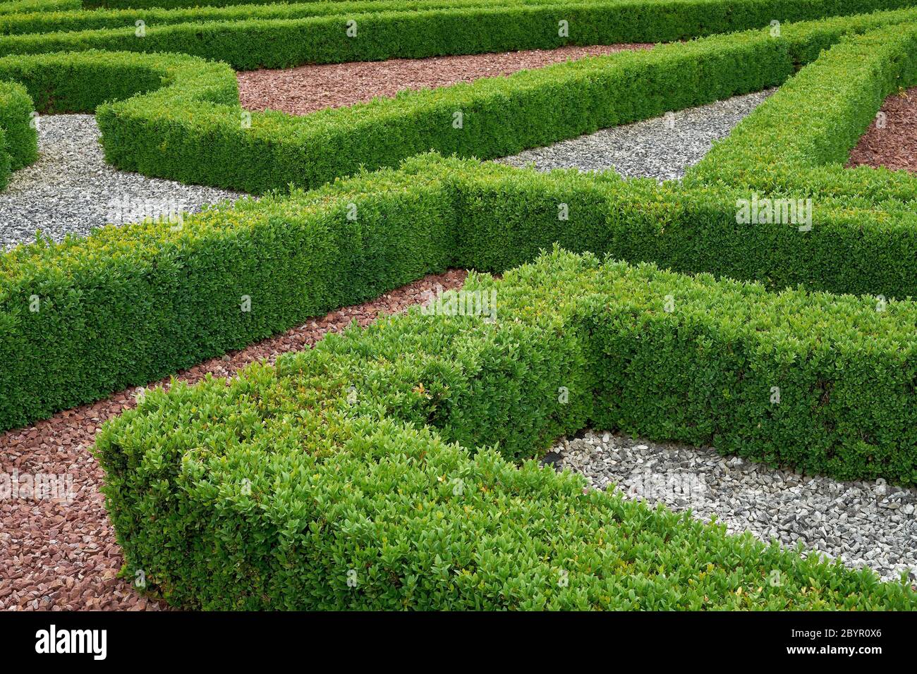 Ornamental boxwood garden Stock Photo - Alamy