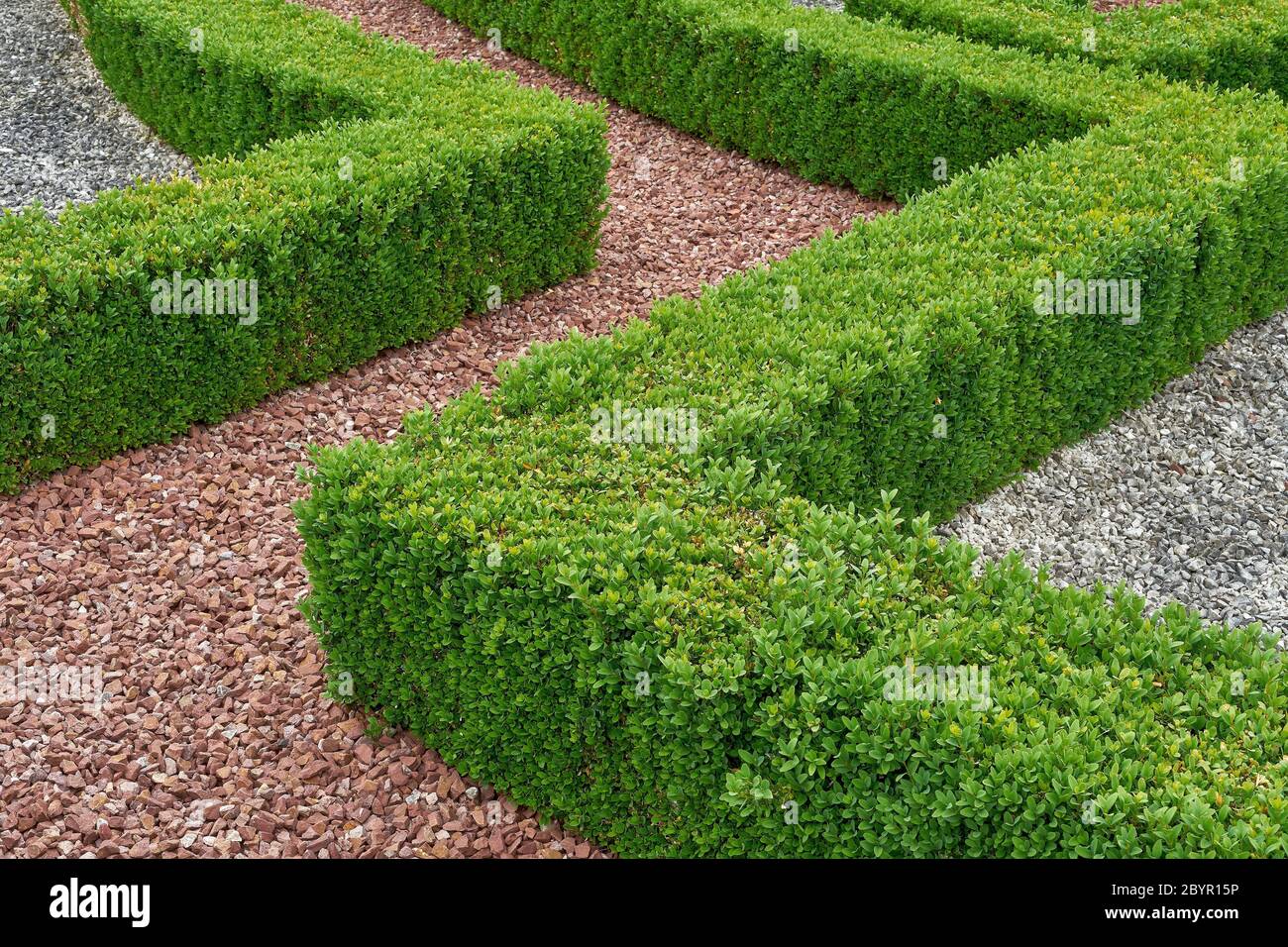 Ornamental boxwood garden Stock Photo - Alamy