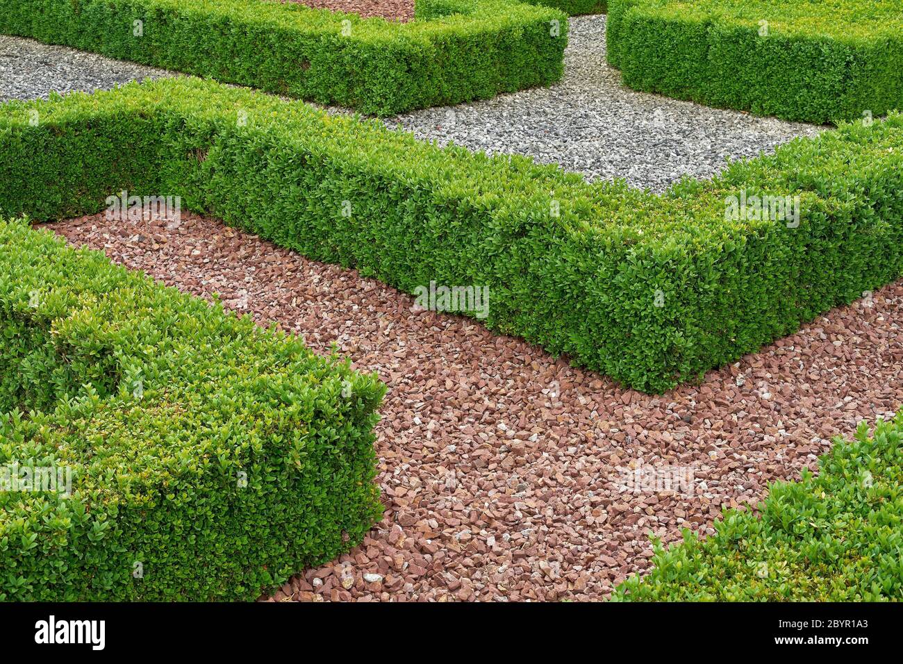 Ornamental boxwood garden Stock Photo - Alamy