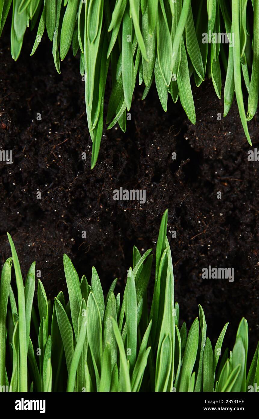 Green grass with a ground Stock Photo - Alamy