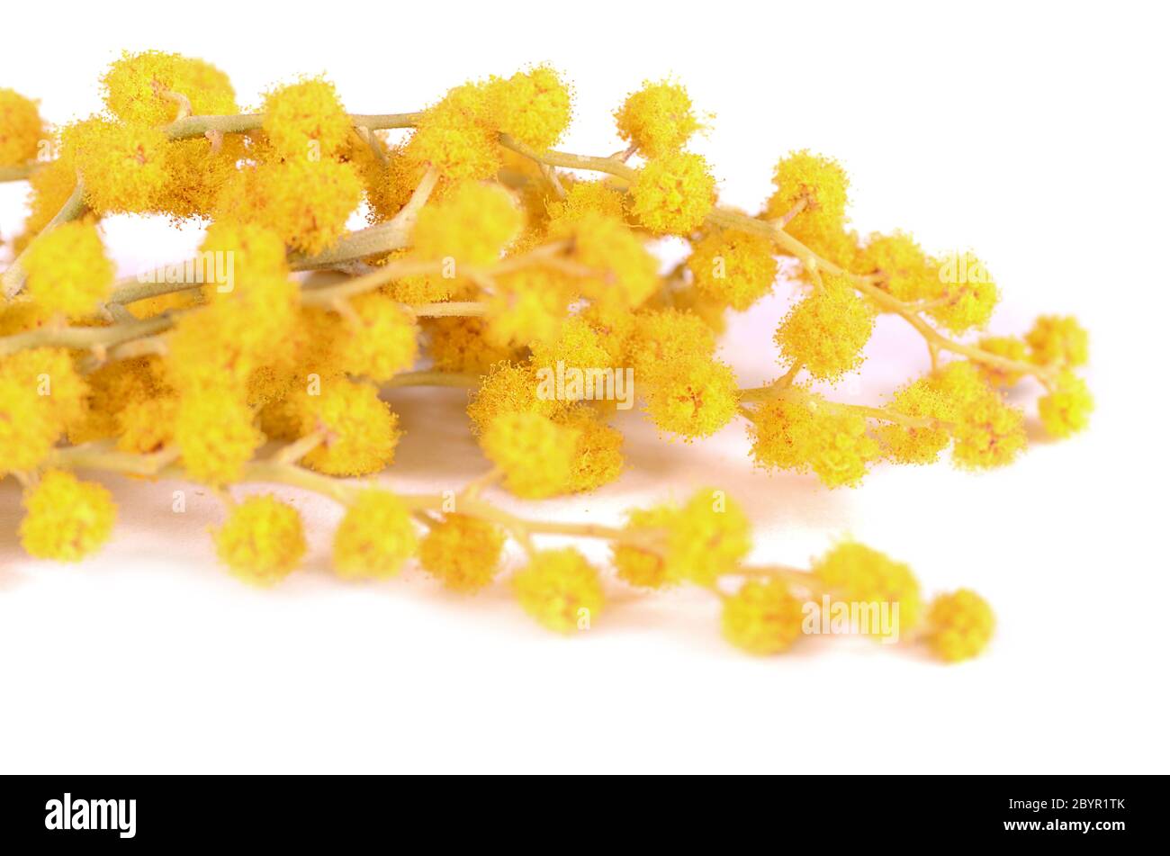 Yellow mimosa isolated on white background Stock Photo - Alamy