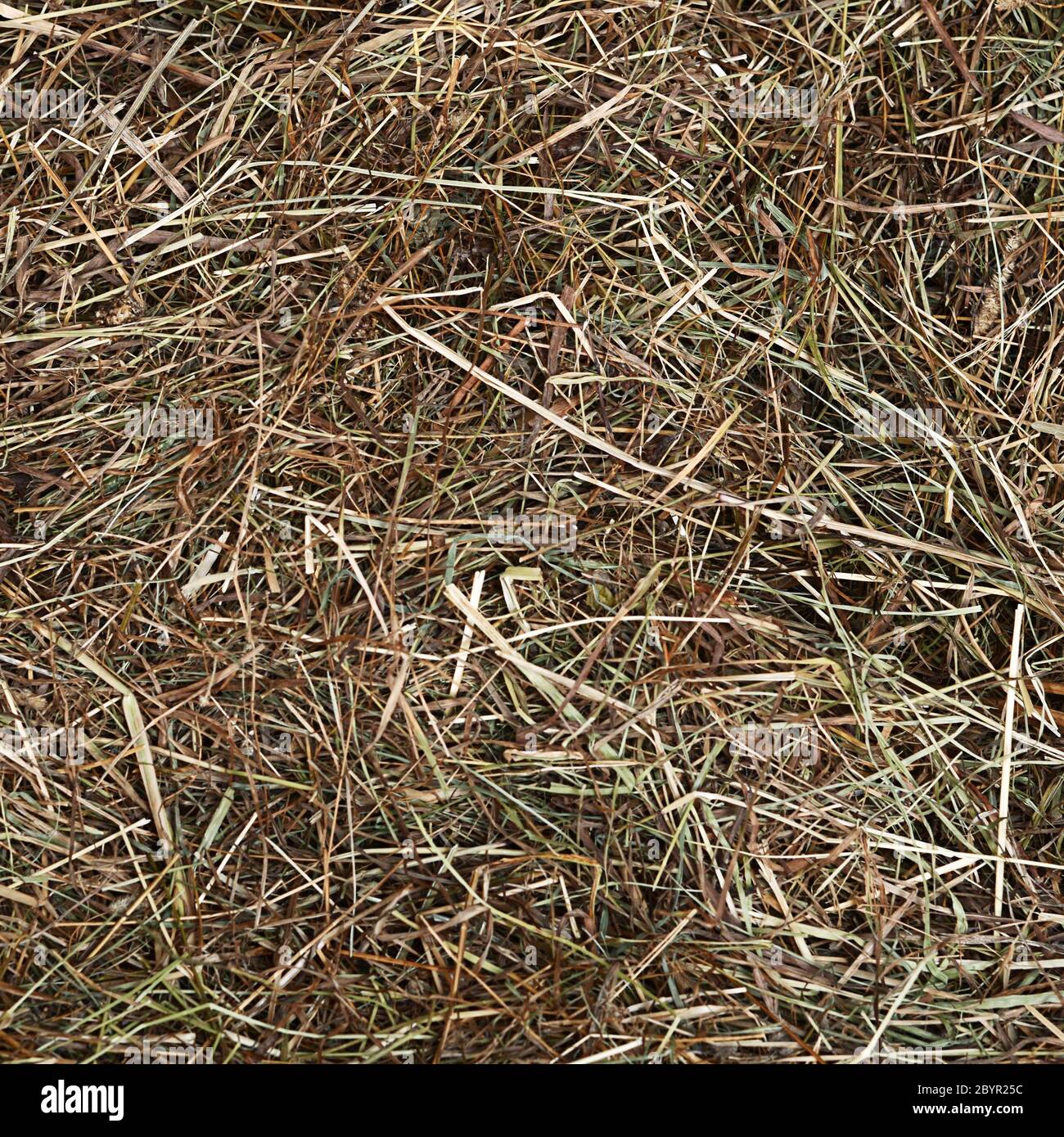 Dry hay as a background Stock Photo - Alamy