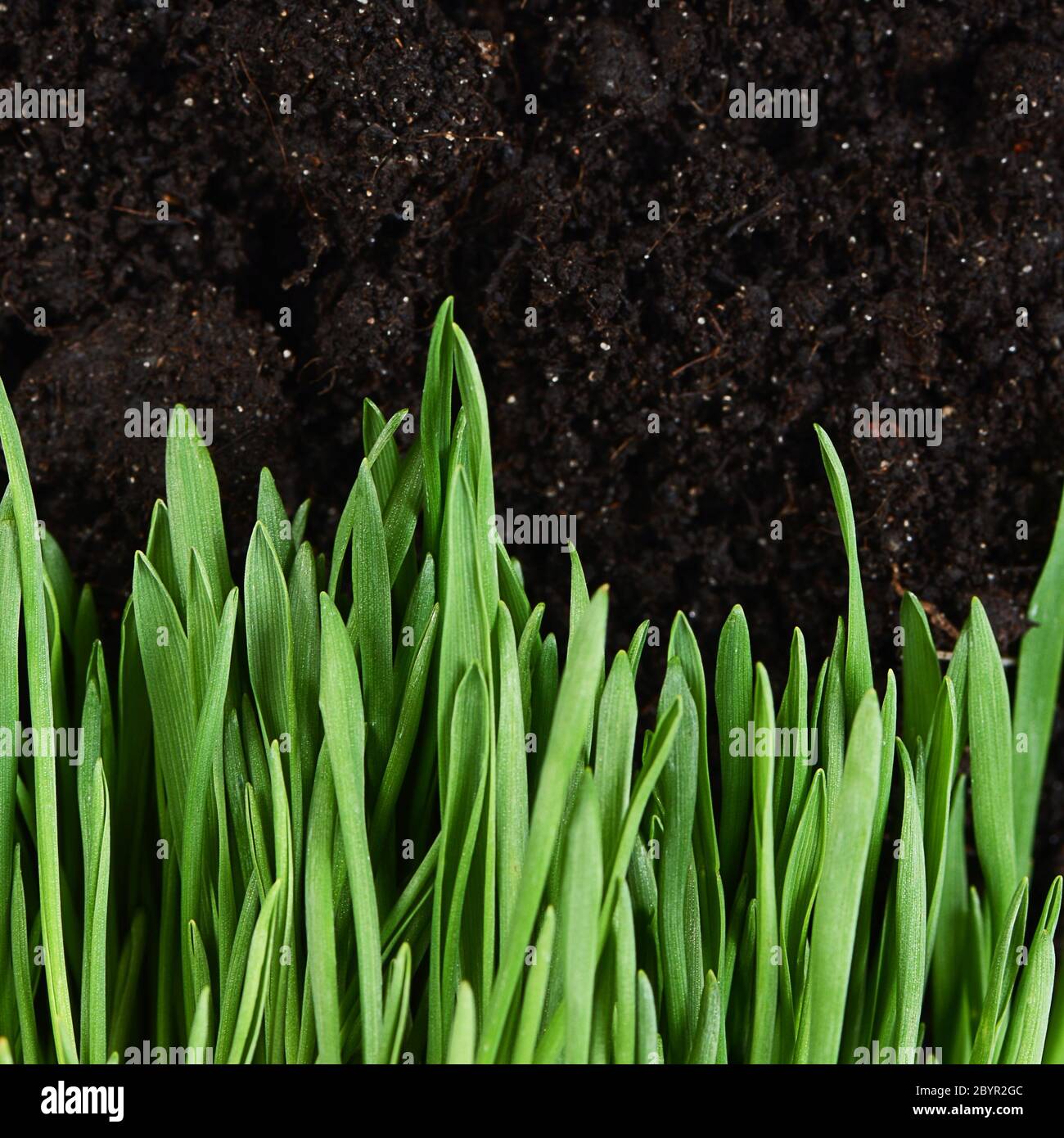 Green grass with a ground Stock Photo - Alamy