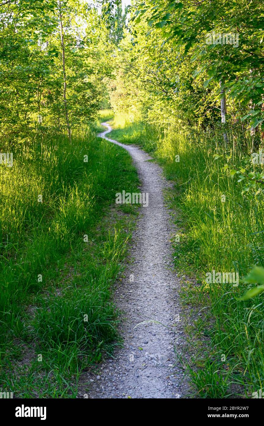 Walking through evening forest sunny hi-res stock photography and ...