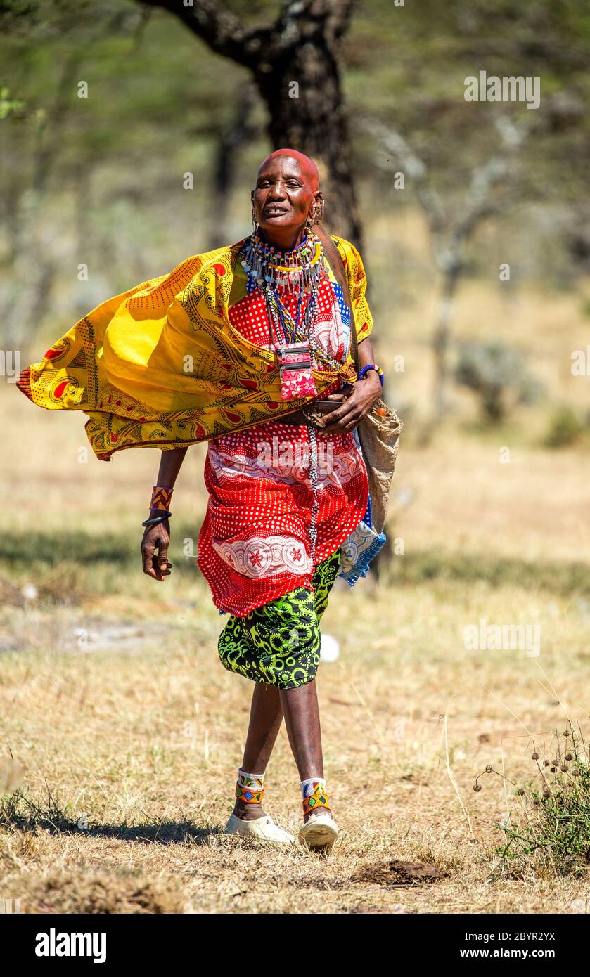 Masai women in traditional clothing is walking in the savannah ...