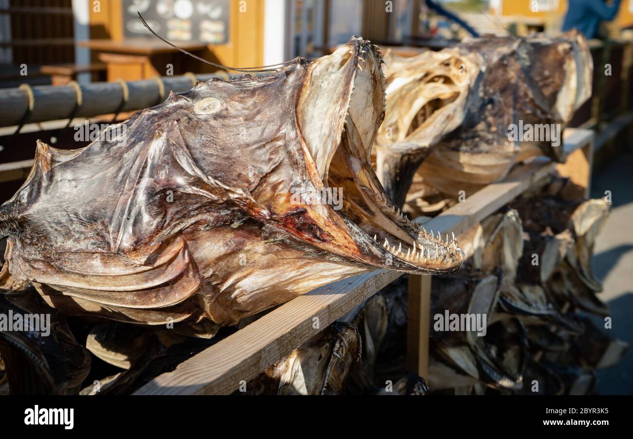 Traditional Drying cod heads drying on traditional wooden racks in ...