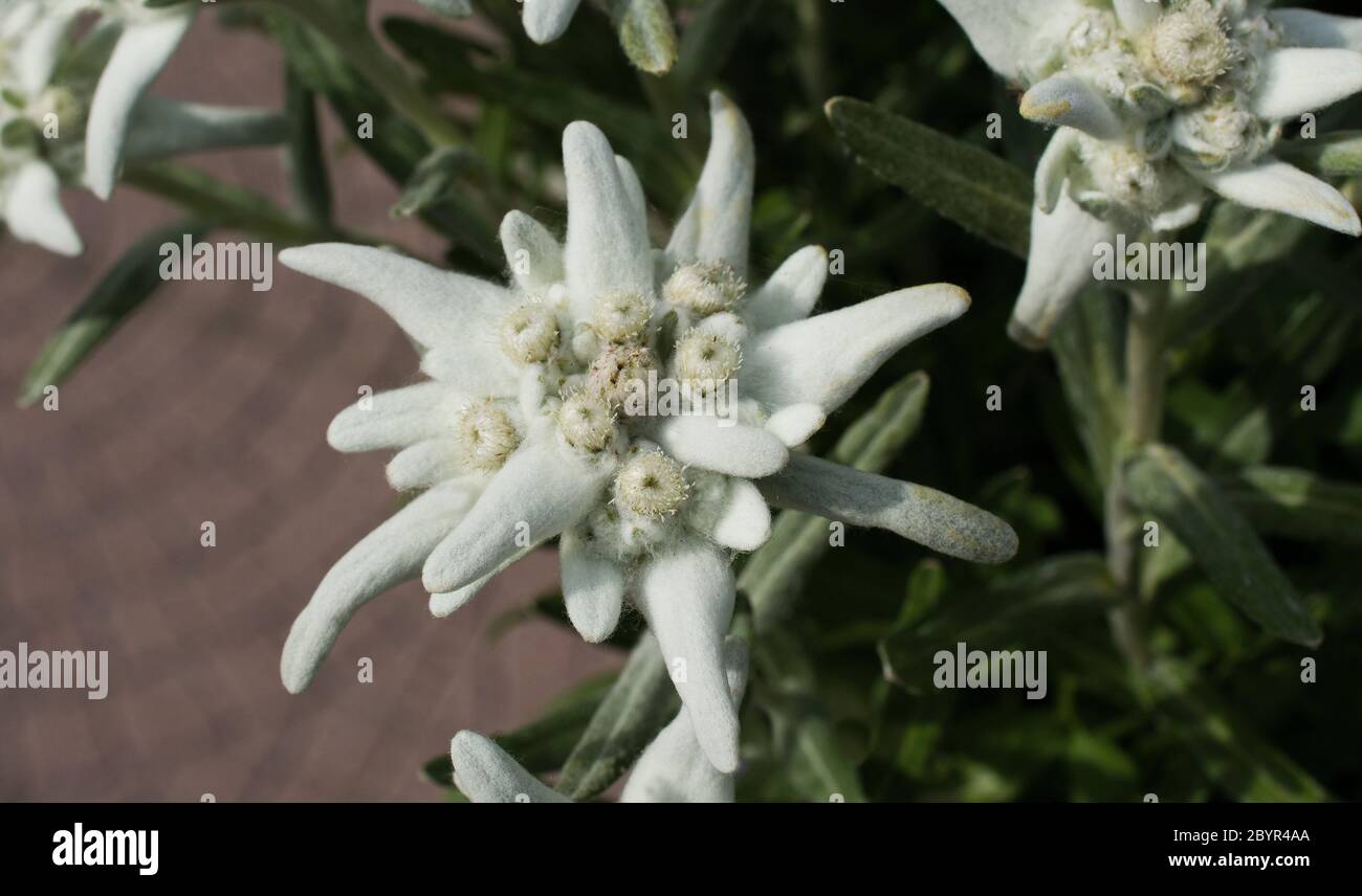 Flower of Edelweiss Stock Photo - Alamy