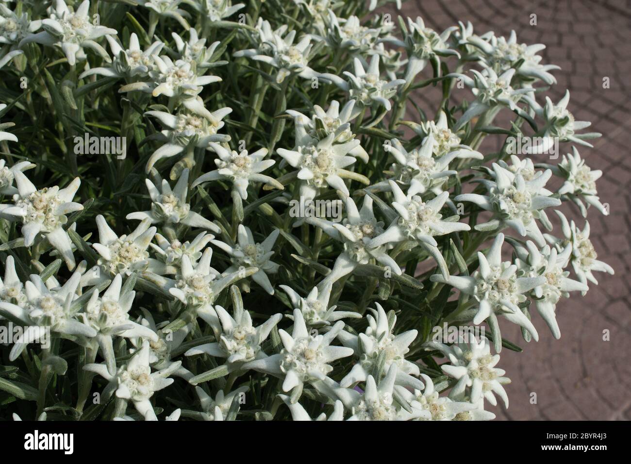 Flowers of Edelweiss Stock Photo - Alamy