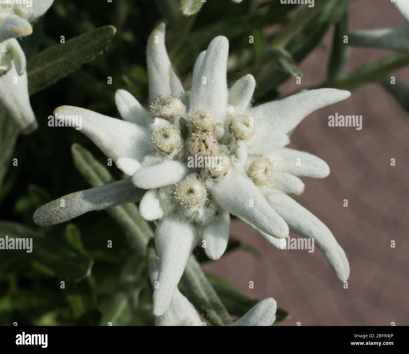 Flower of Edelweiss Stock Photo - Alamy