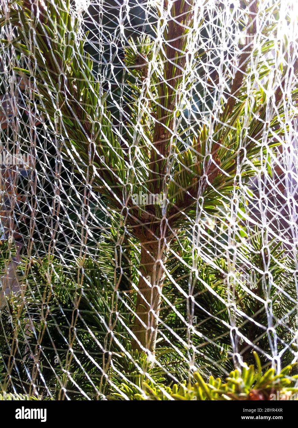 Fishnet Package High Resolution Stock Photography and Images - Alamy