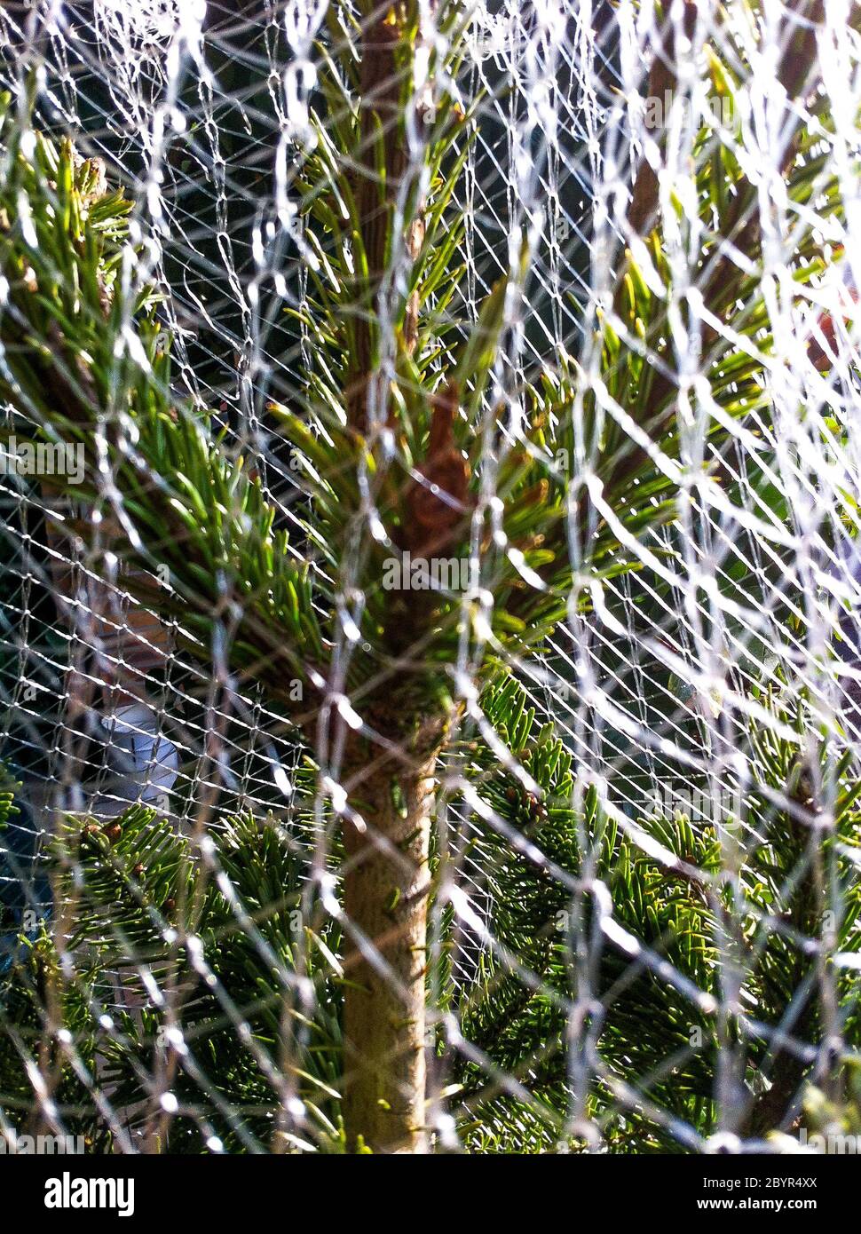 Christmas tree packed in a fishnet, Lyon, France Stock Photo - Alamy