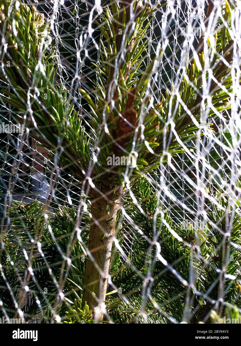 Fishnet package hi-res stock photography and images - Alamy