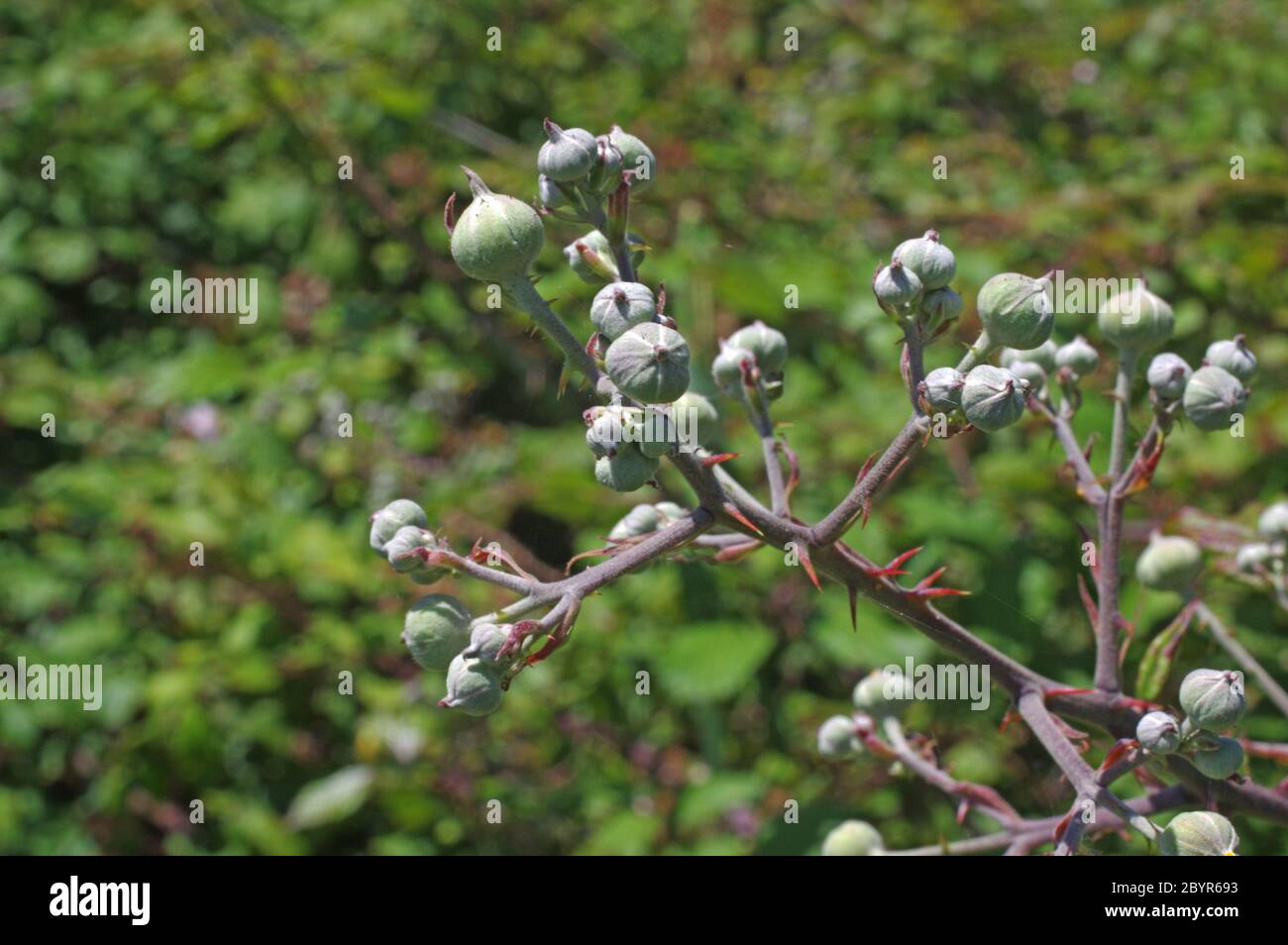 Rubus ulmifolius (bramble) flowering close-up in Sardinia countryside ...