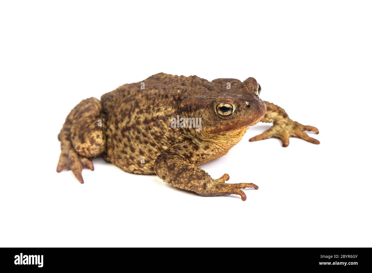 Forest toad. Green frog Stock Photo - Alamy
