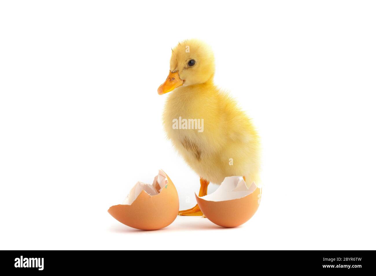 Duckling hatching egg Cut Out Stock Images & Pictures - Alamy