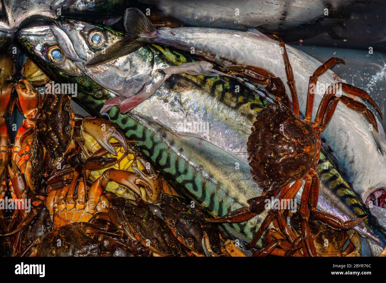 Fresh catch of seafood, red crab and mackerel in a bucket Stock Photo ...
