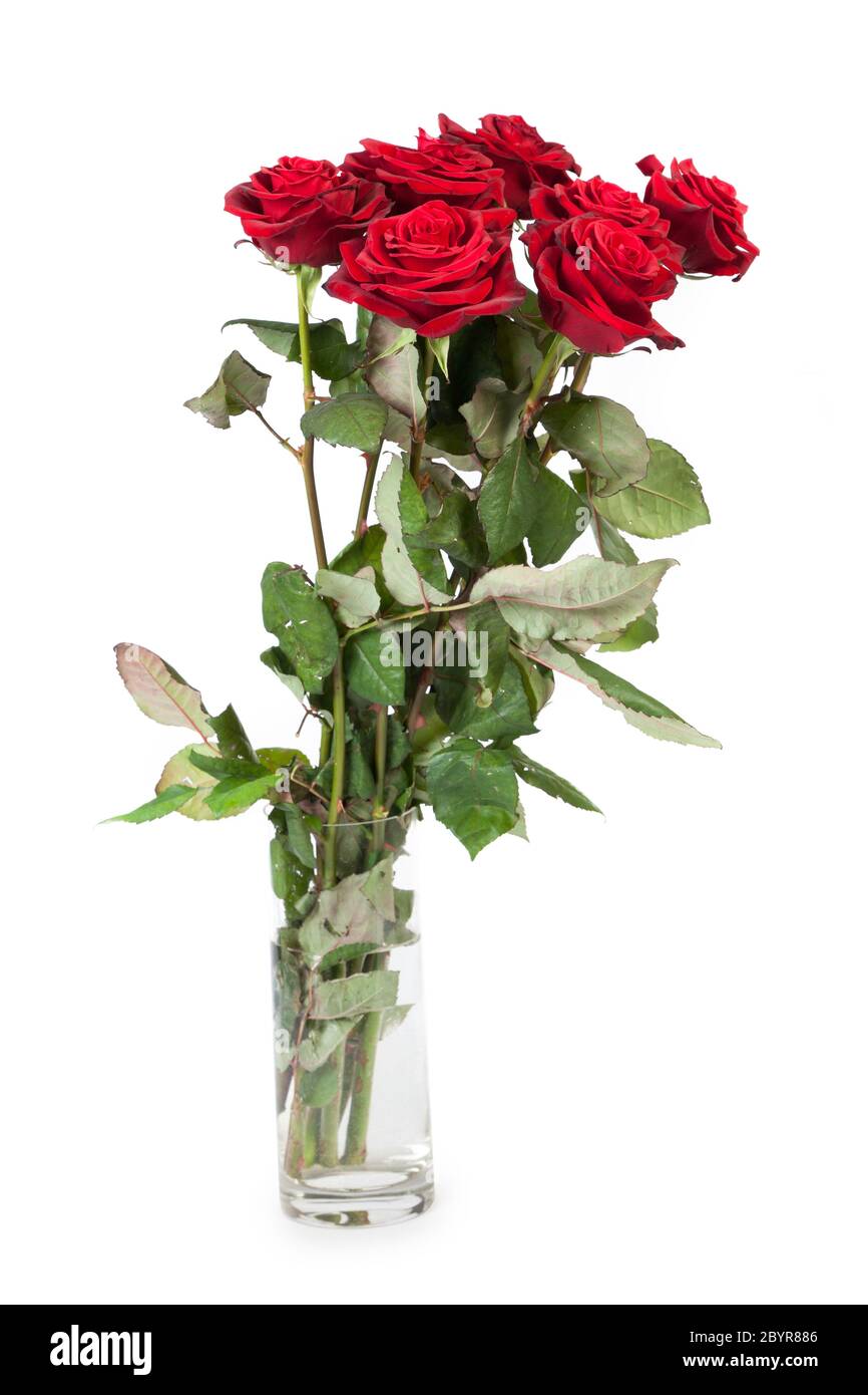 Three fresh red roses over white background Stock Photo - Alamy