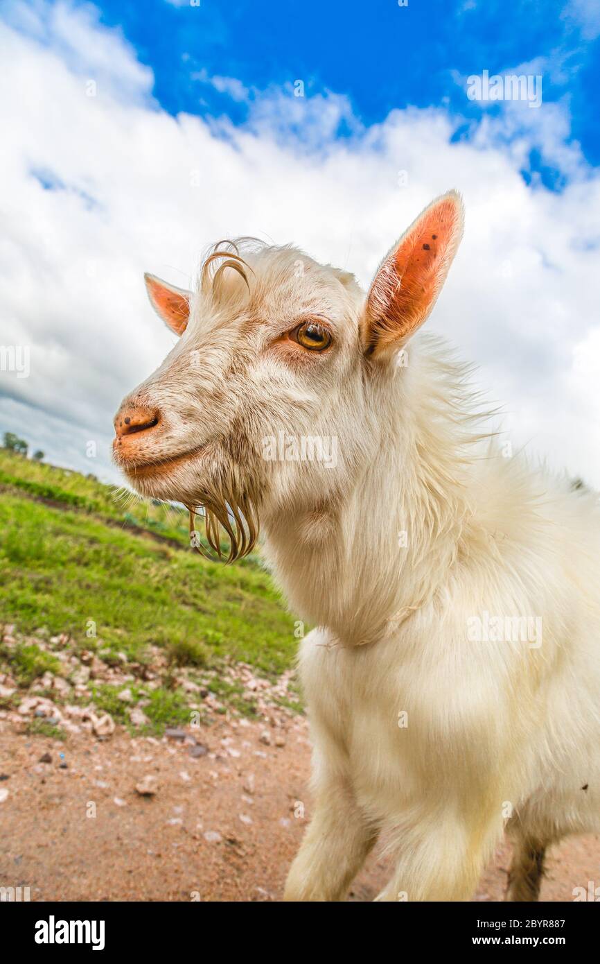 Portrait of a funny goat looking to a camera over blue sky background ...