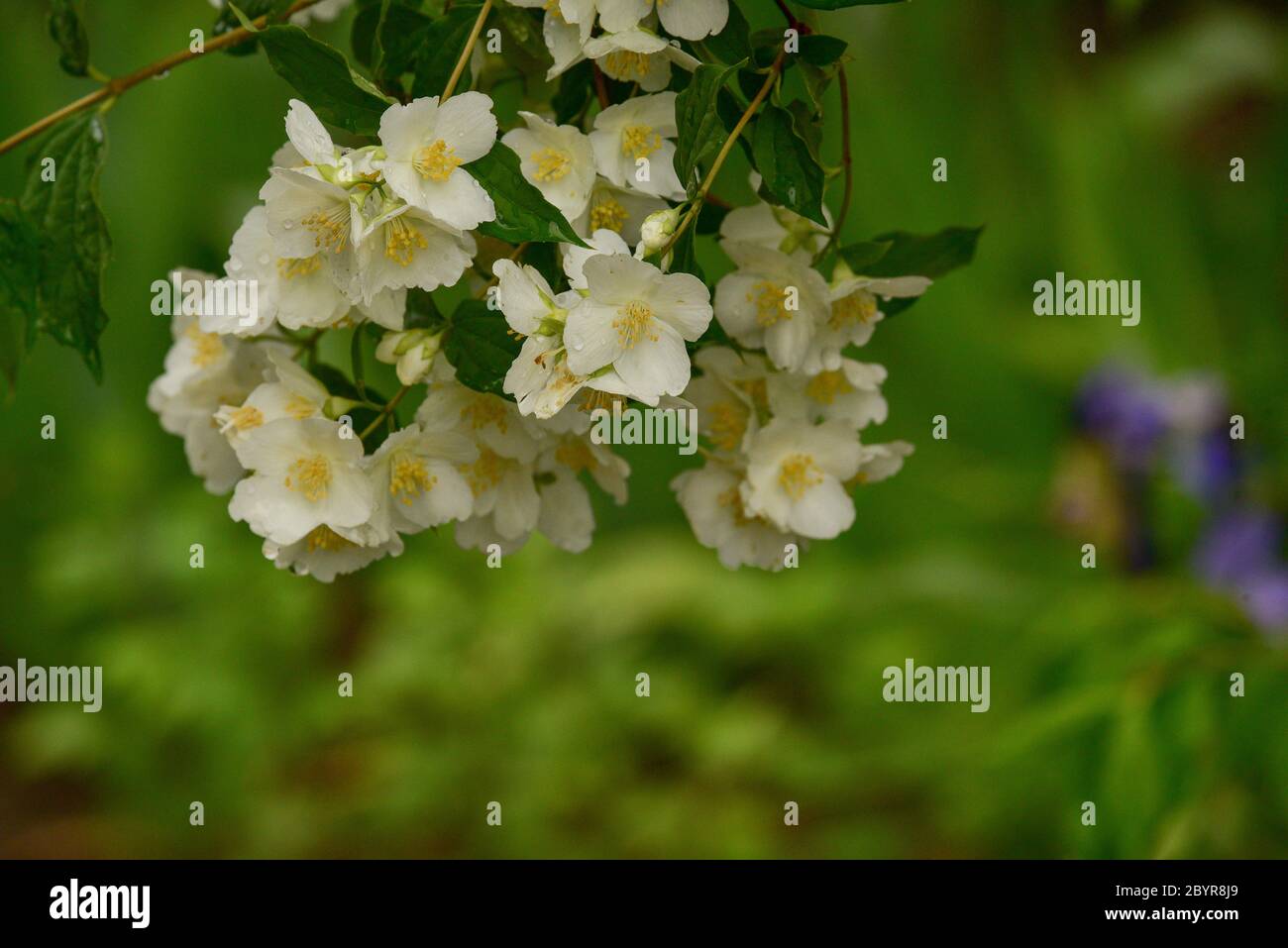 White flowers, close-up. White roses on a bush. June roses Stock Photo ...