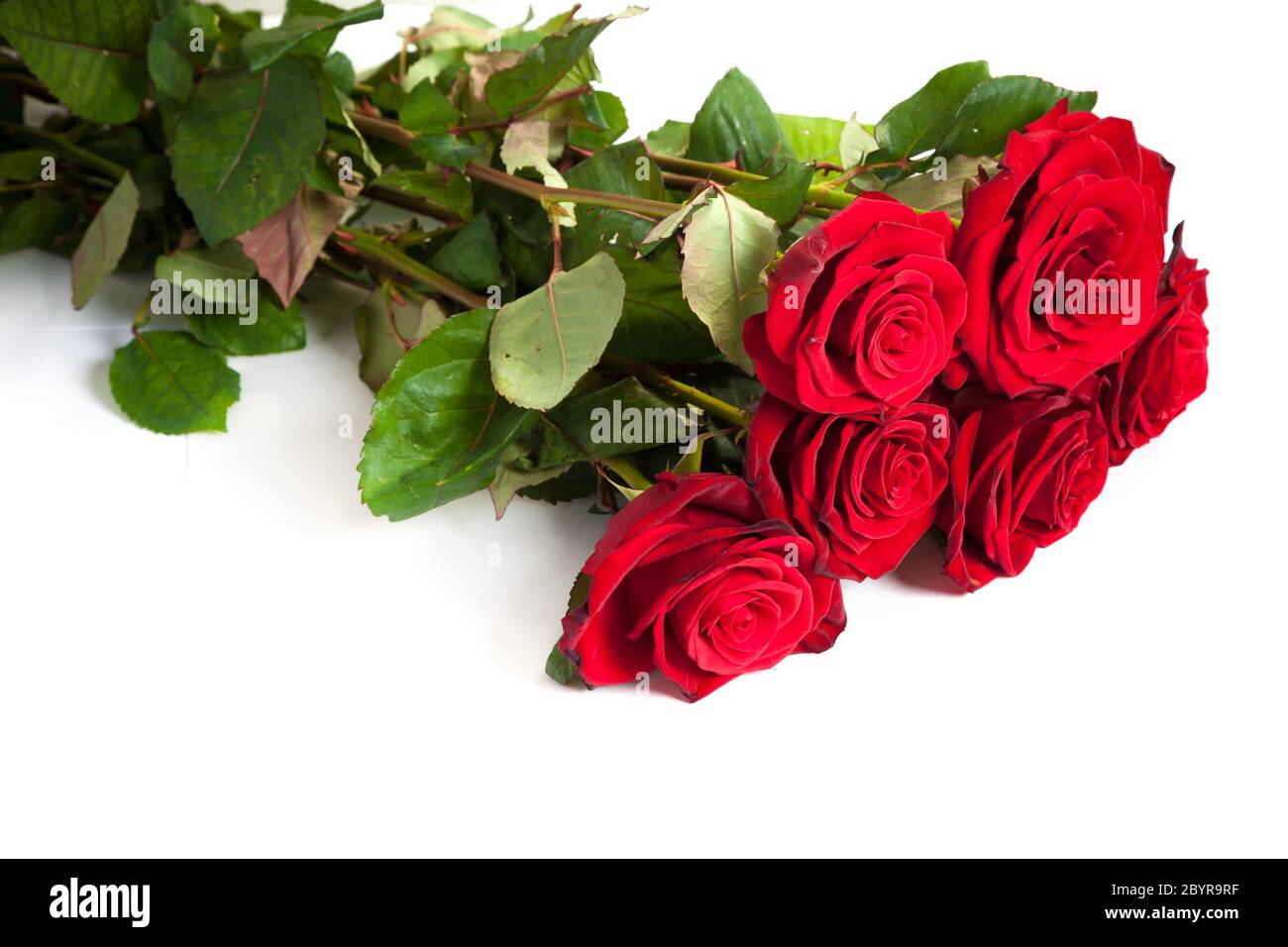 Three fresh red roses over white background Stock Photo - Alamy